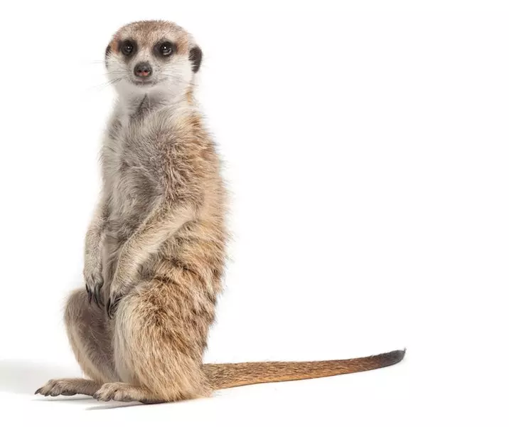 Love and passion in the world of meerkats: an advantage in weight