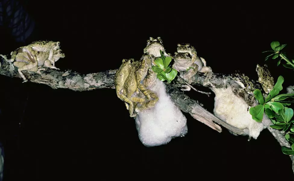 Todo el asunto de la espuma: el amor y la pasión en el mundo de las ranas