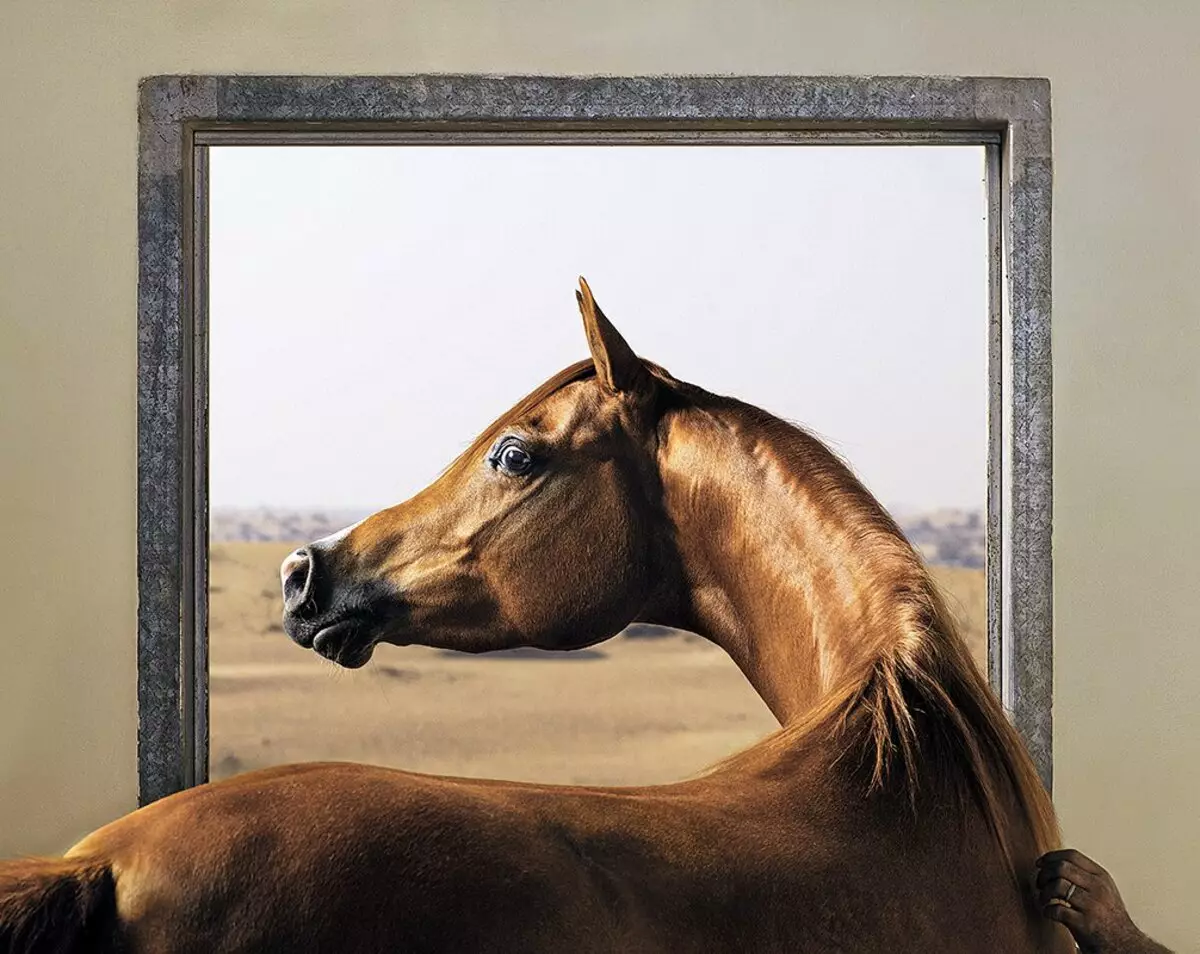 Is it sad horse