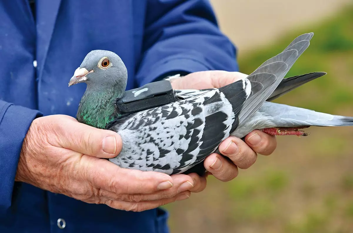 Les nouveaux pigeons de mission