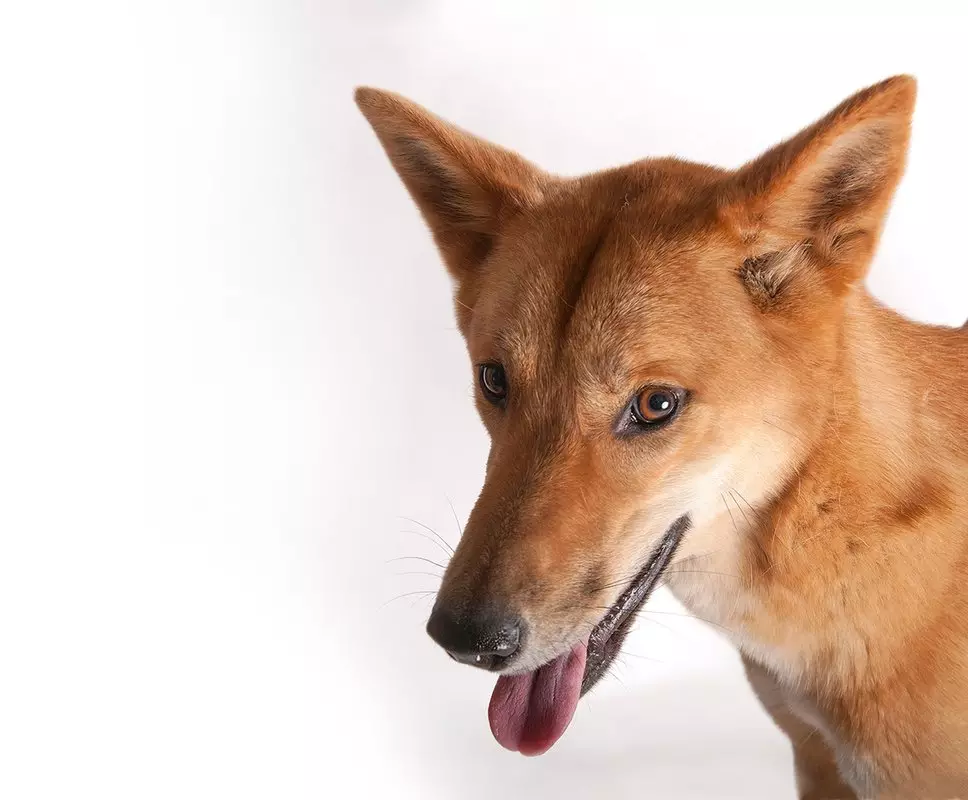 விஞ்ஞானிகள் Dingo நாய் உதவும்