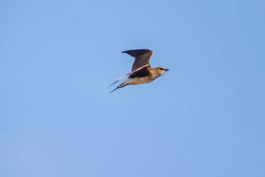 Степ Тиркушка - трансформаторна птица