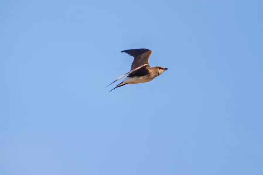 Steppe Tirkushka - Transformer Bird