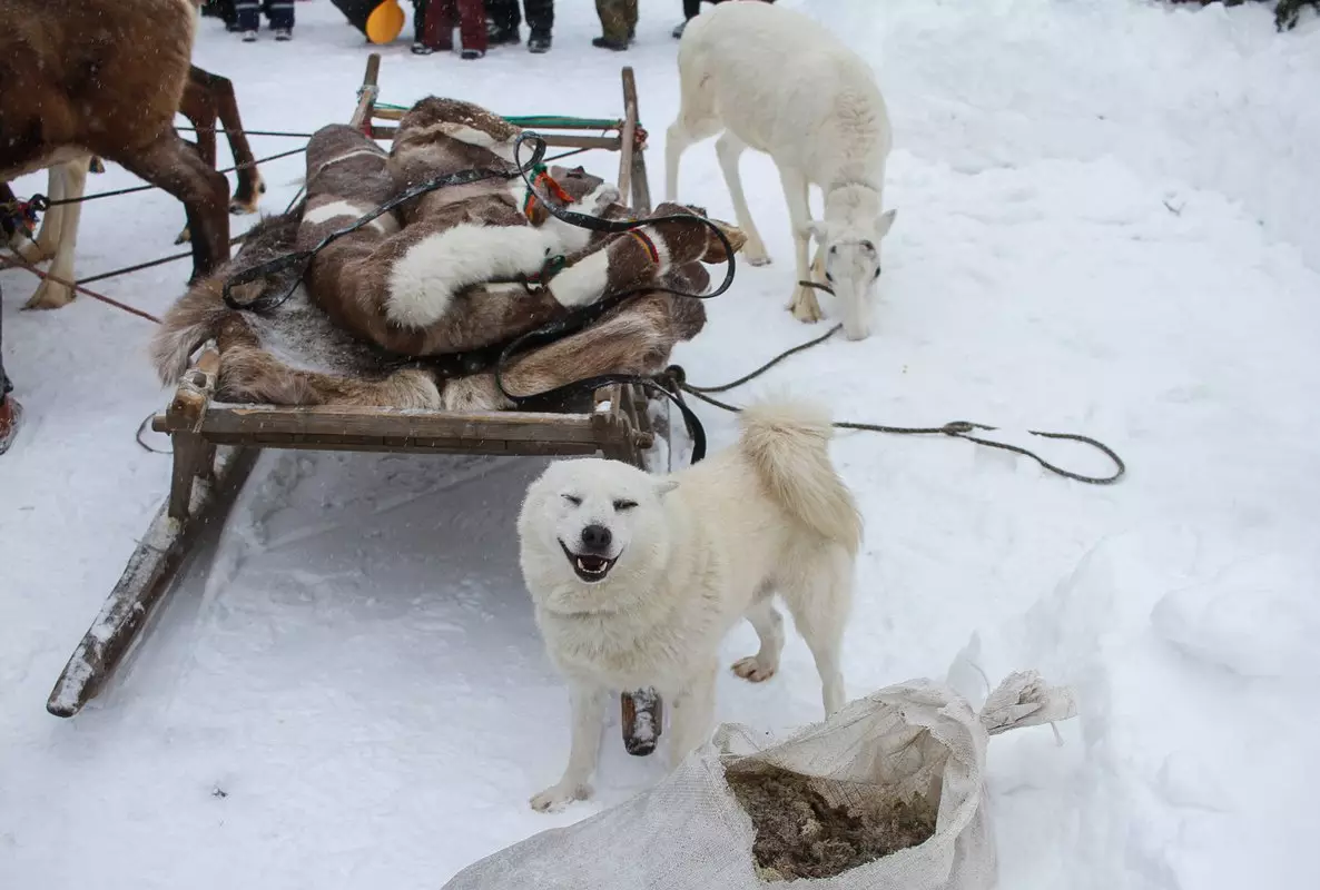 ¿En qué medida los genes determinan el comportamiento de los perros de pura sangre?