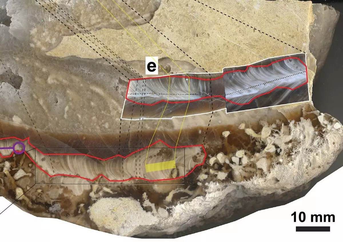 Fosilia molusko rakontis pri la daŭro de la tago en la kreda periodo
