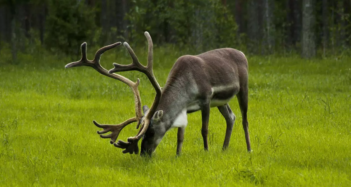 在挪威，拉链杀死了三百鹿