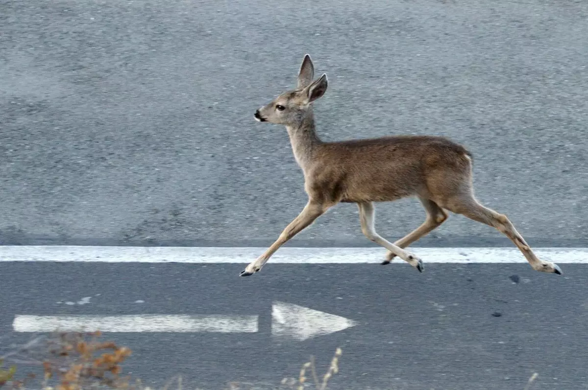 The deer attacked the driver: video