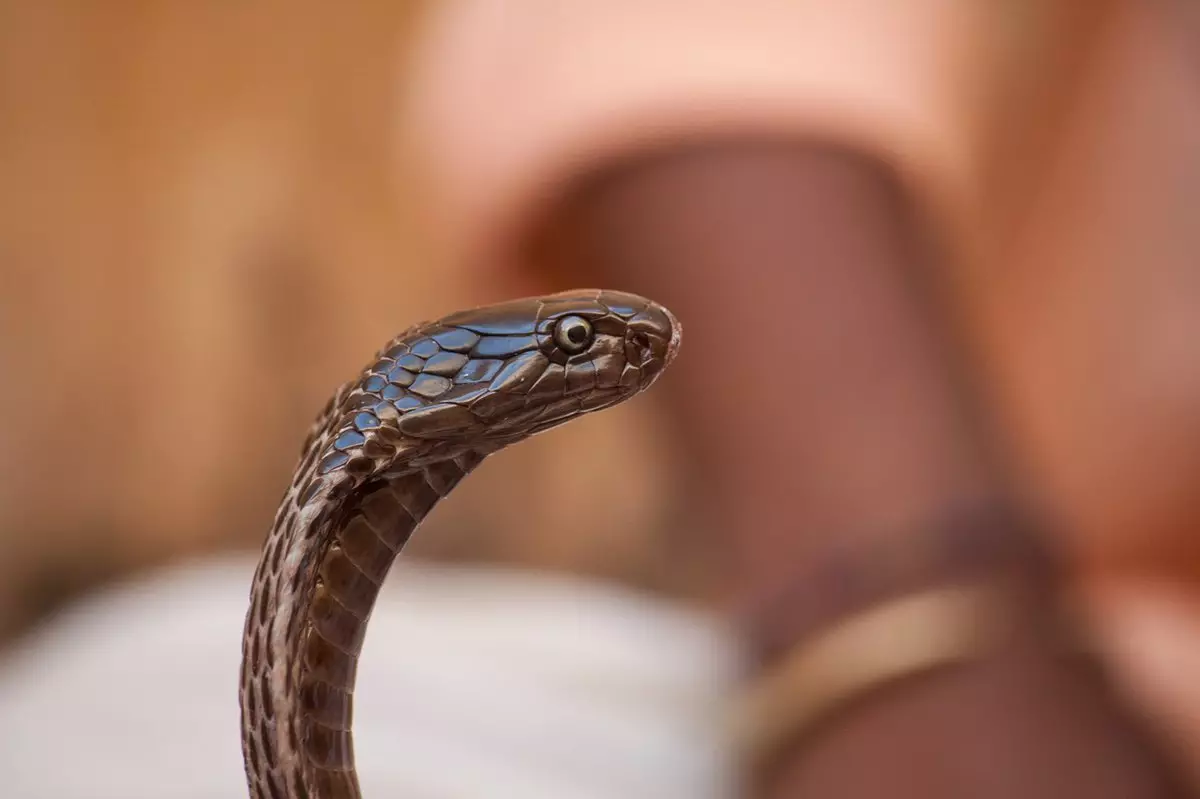 Na África no banheiro encontrado Cobra: video