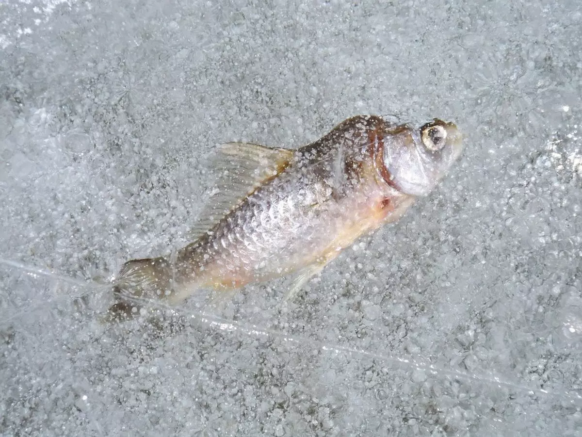 日本では、何千人もの魚がリンクで凍結されました：ビデオ