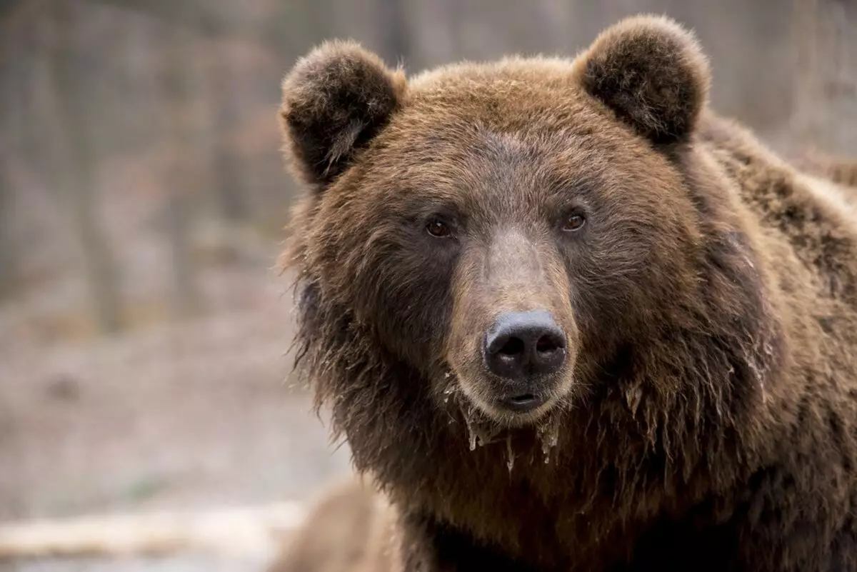 Bear pronašao osumnjičeni za ubistvo u Jakutiji