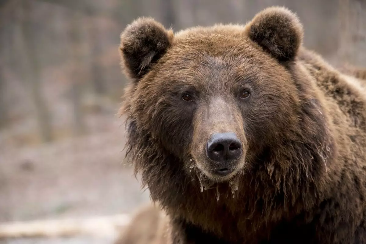 په Yakutia د bear د قتل موندل شکمن