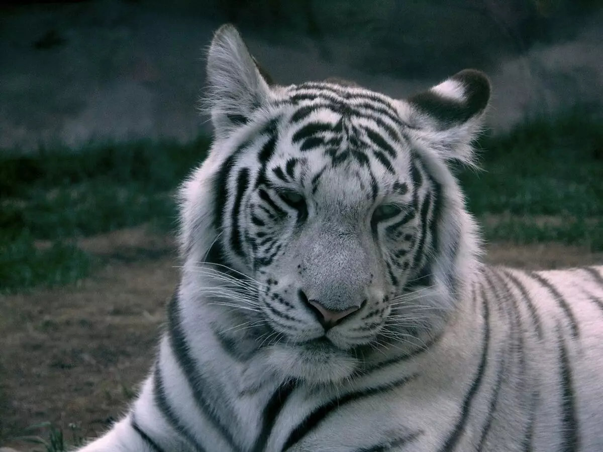 Digerit del tigre del circ als carrers de Palerm: vídeo