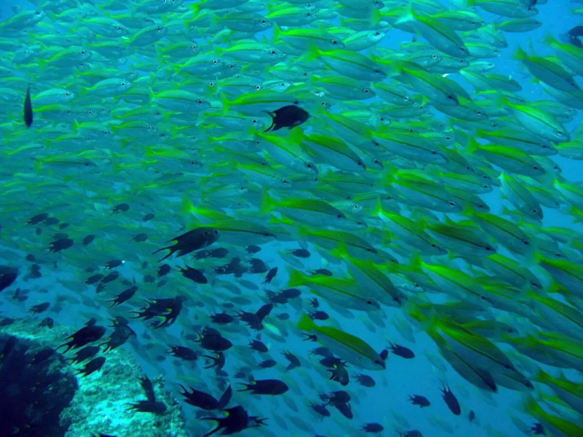 Os peixes rusos amigables liberaron baixo fianza en Tailandia