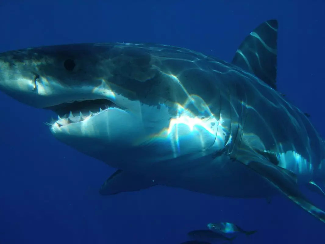 Shark ha cambiato idea per attaccare il surfista: video