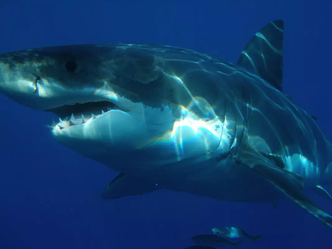 Gibag-o sa Shark ang iyang hunahuna sa pag-atake sa surfer: Video