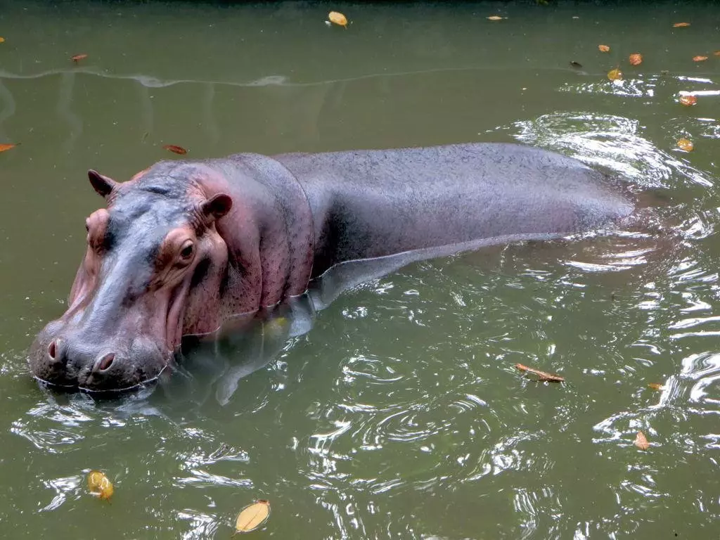 In Salvador dilay Hippo kaliya