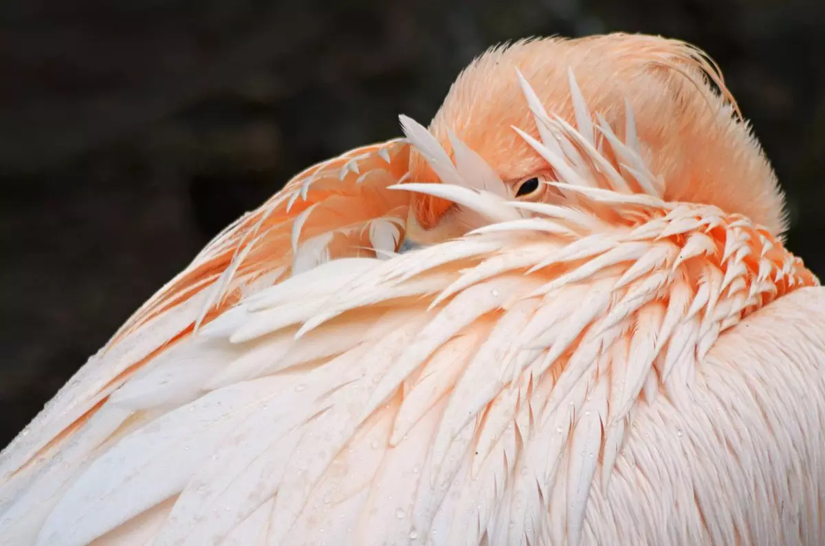 Kanner Faarwen ze Doud Flamingo an der Tschechescher Zoo