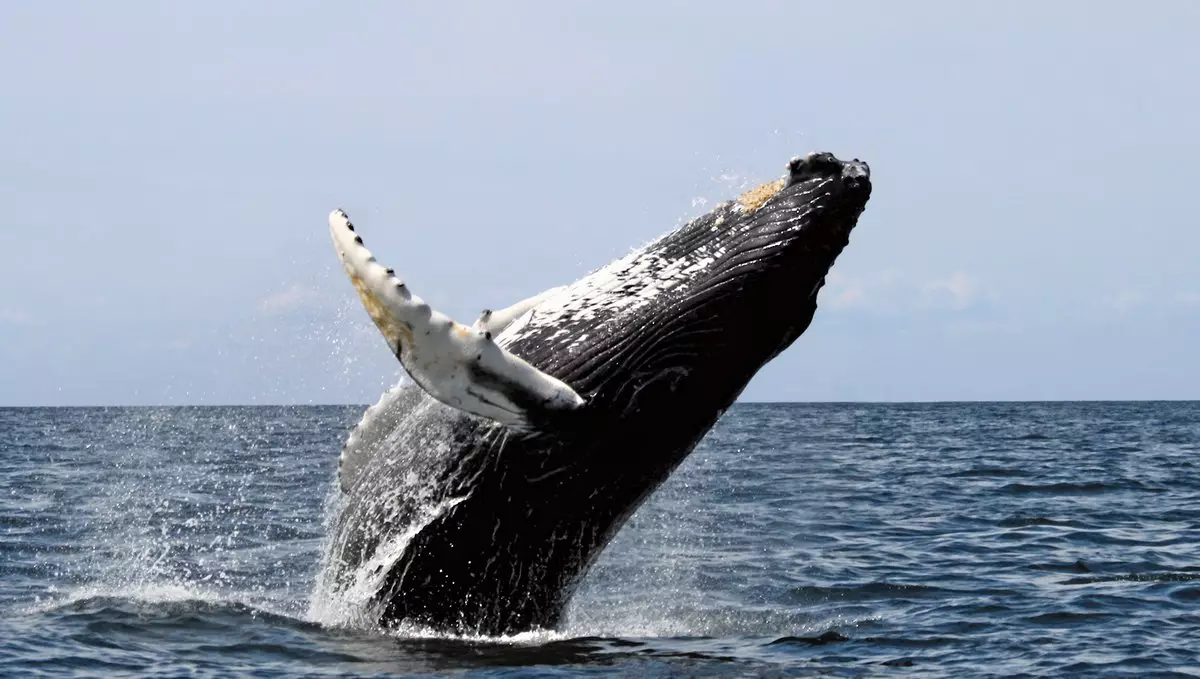 Japanilainen Kitobi: 333 tappoi valaita 4 kuukautta