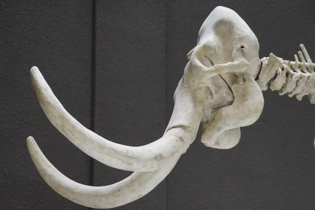 चीन मा, रूसी Mammoth को कलाई को एक टन जफत