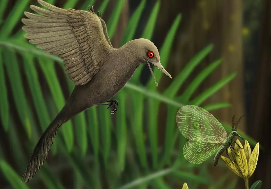 Dinosauriergröße mit Hummingbirds in Yantar Myanmar: Video