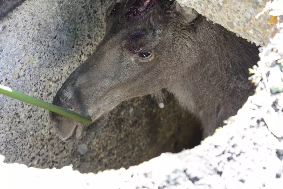 در ناحیه Penza، ELK به CESSPOOL شکست خورد