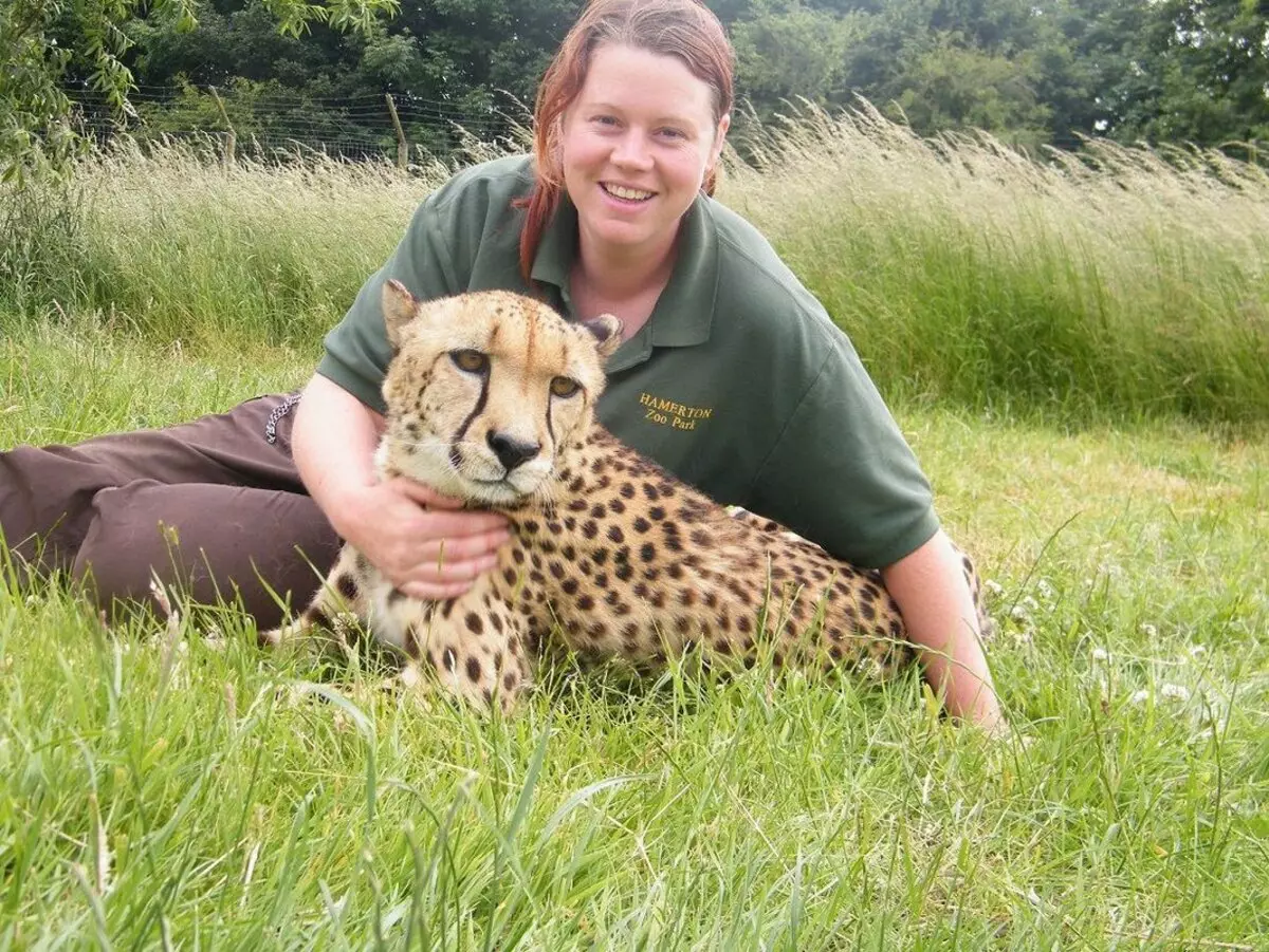 Tiger merobek kelemahan di zoo British