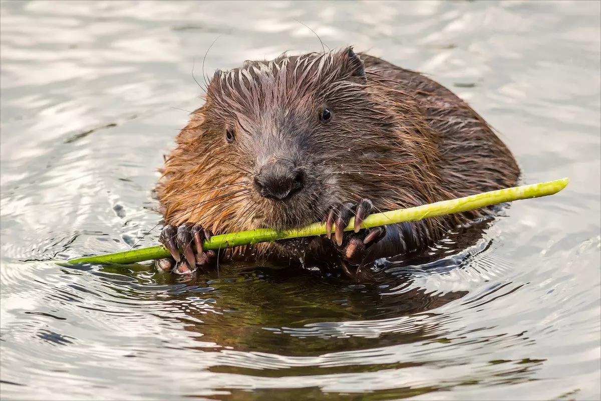 Im Zentrum von Kaliningrad erwischt Wild Beaver