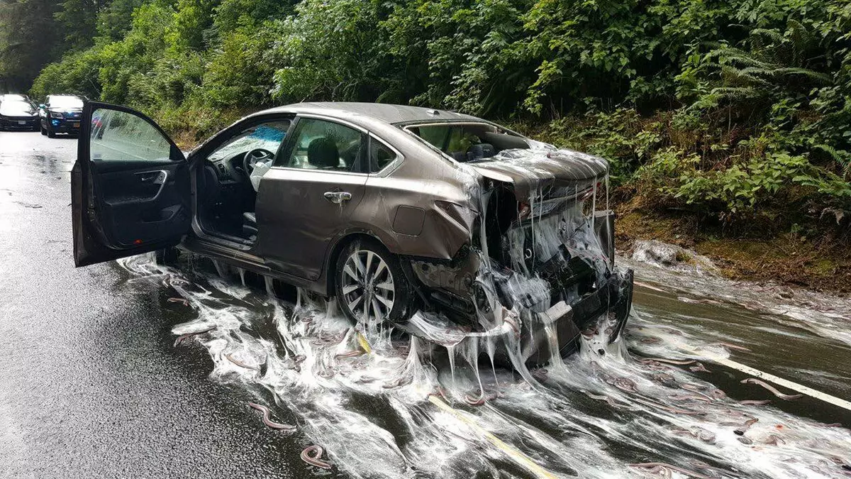 Slipping Mixins wurden mit Schleim Straße in Oregon bedeckt: Video