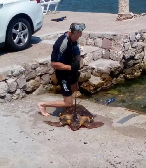 Turistlərin qarşısında Chernogorets nadir bir dəniz tısbağasını öldürdü