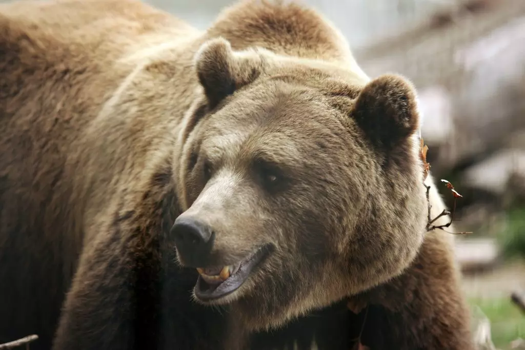 Nutrire l'orso e perdere la mano: video