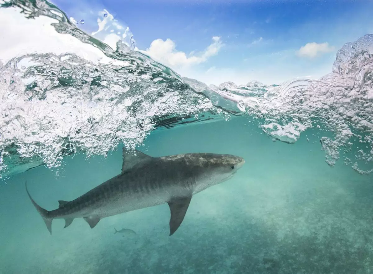 4 kilomita na nzọpụta: Dị ka onye na-enye ya na-ese n'elu si na shark