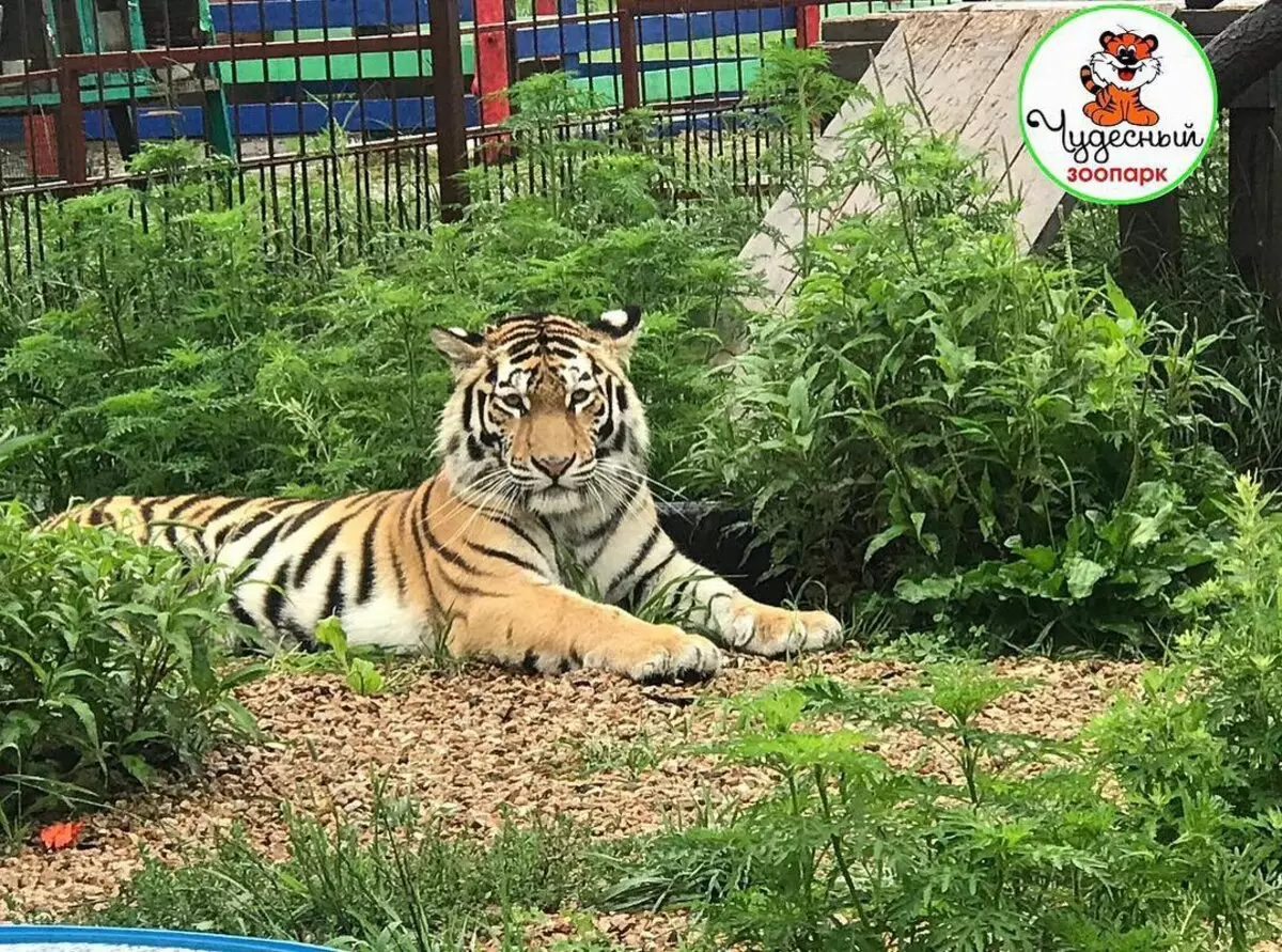 Di zoo tepi pantai, pelawat mengejek haiwan