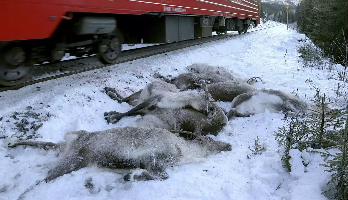 An Norwegen, den Zuch huet 106 Réi an 4 Deeg geschoss