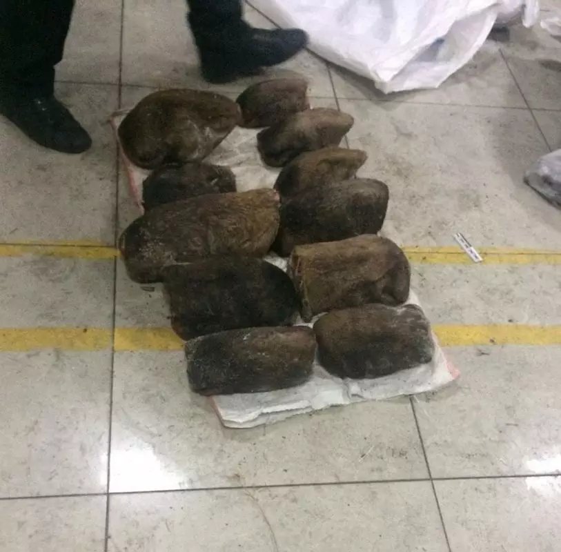 Um residente de transbaikalia detido com centenas de patas de urso fatiado
