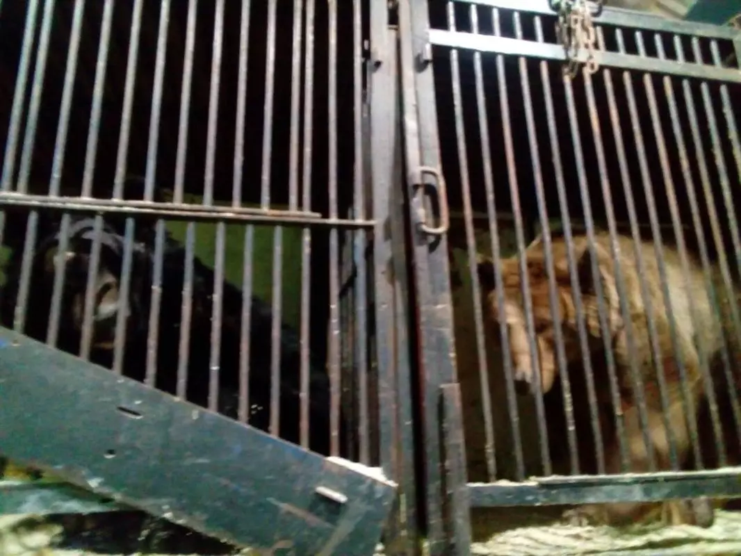 Samara-Freiwillige retteten die Bären auf dem Parkplatz aufgegeben