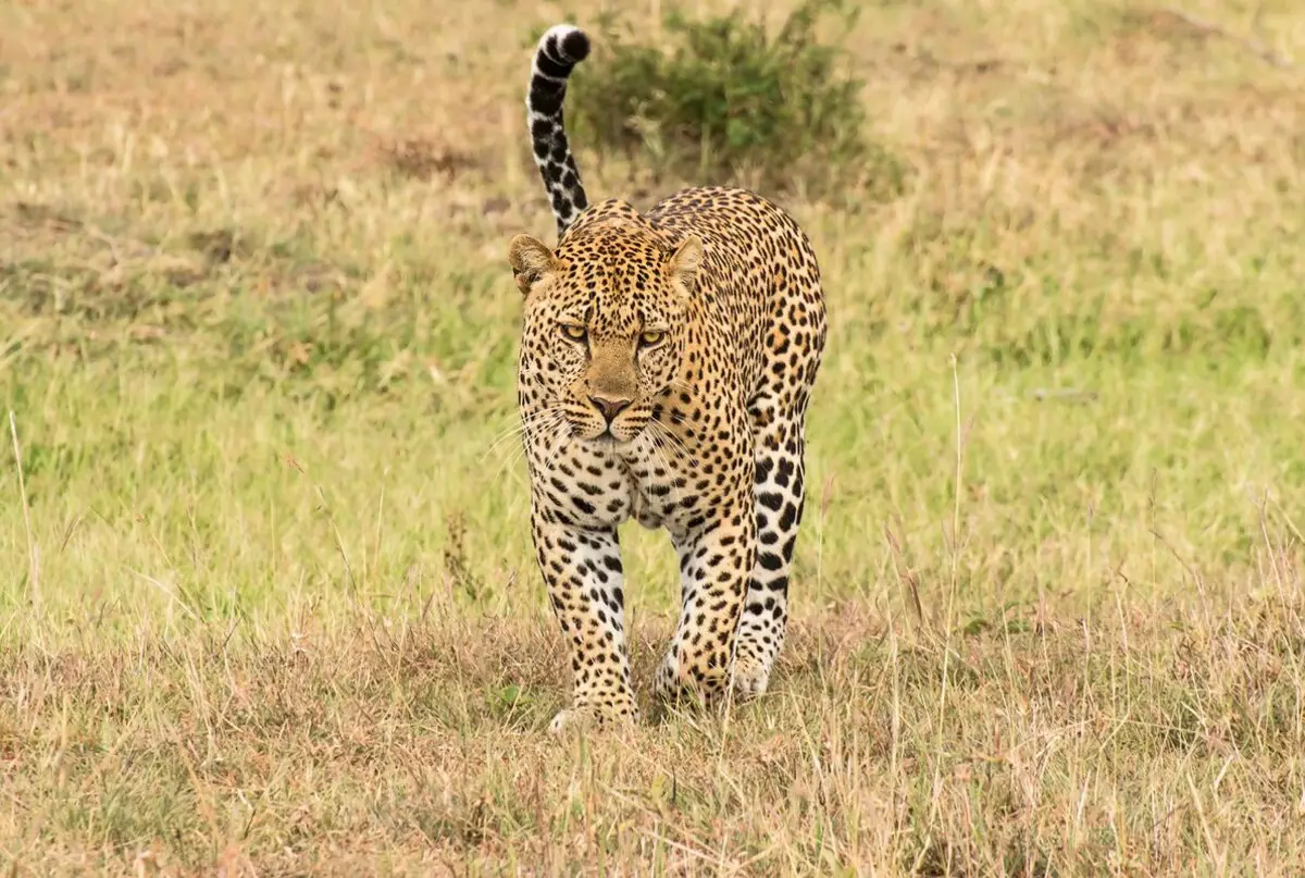 Leopard egy német turistát rámutatott Namíbiában