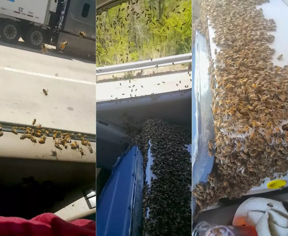 車の中で何千ミツバチで65 kmの運転方法：ビデオ