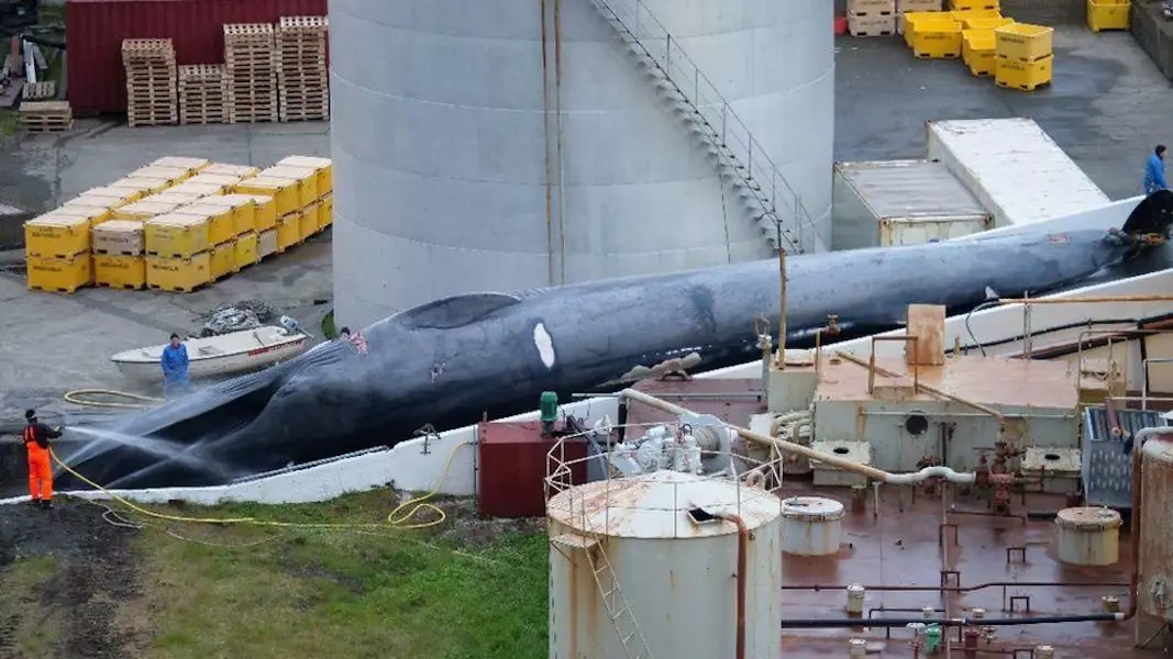 Balenë e rrallë u vra në Islandë: Çfarë dihet për momentin