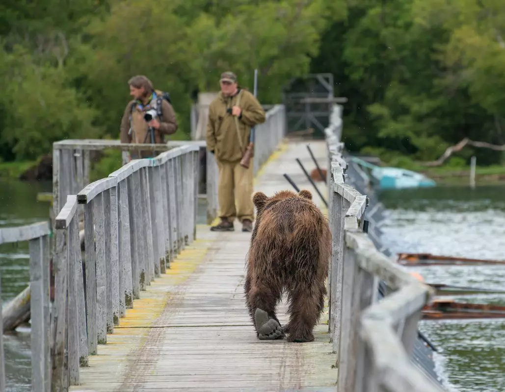Un empleat de la Reserva Kronotsky va morir en una baralla amb un ós al llac Curil
