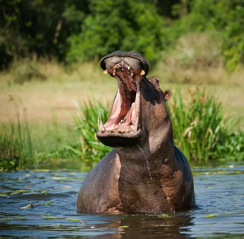 O hotel irá pagar uma indemnização à família morto por um hipopótamo do turista