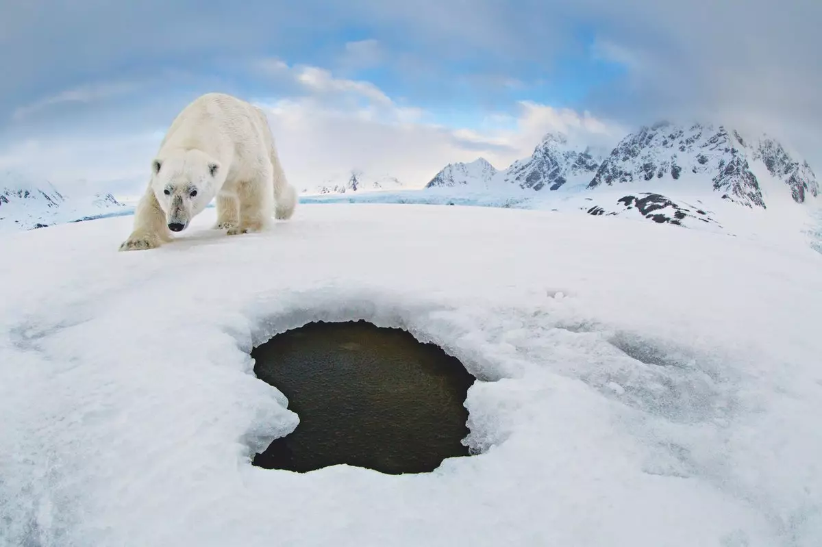 Ang mga larawan ng isang polar bear ay nakaligtas sa isang himala