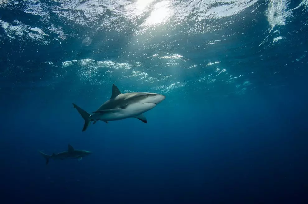 Musikana akafa semhedzisiro yekurwiswa kwevatatu shark pamabhuru