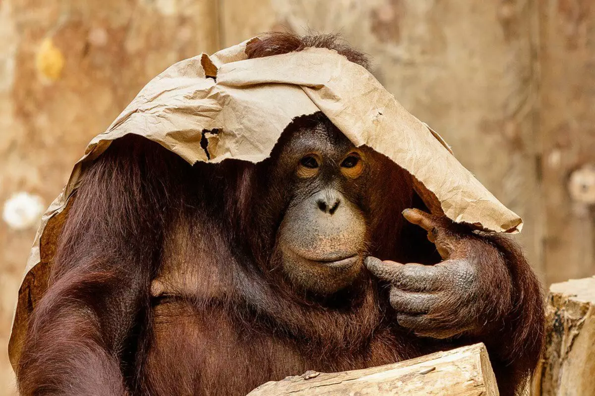 Russo condannato a l'anno di carcere per un tentativo di stipulare Orangutan da Bali