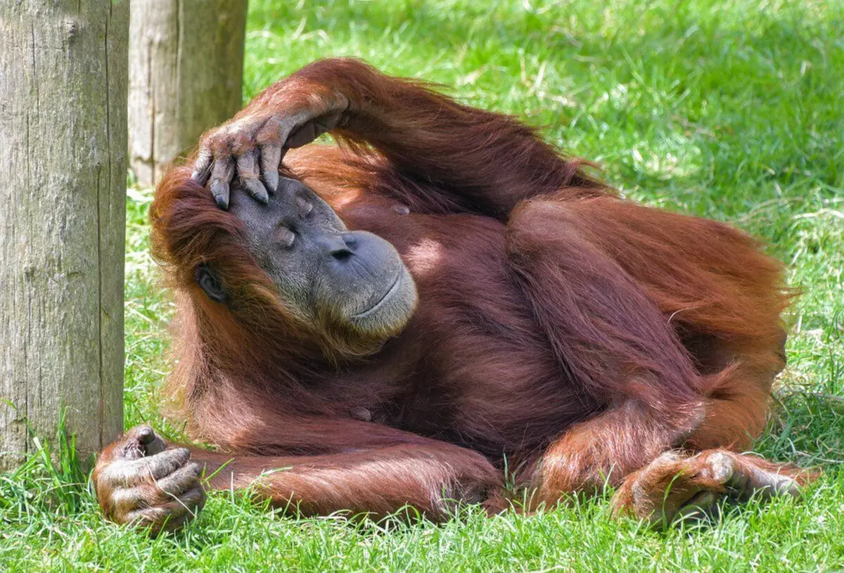 Orangutan, Pixabay.