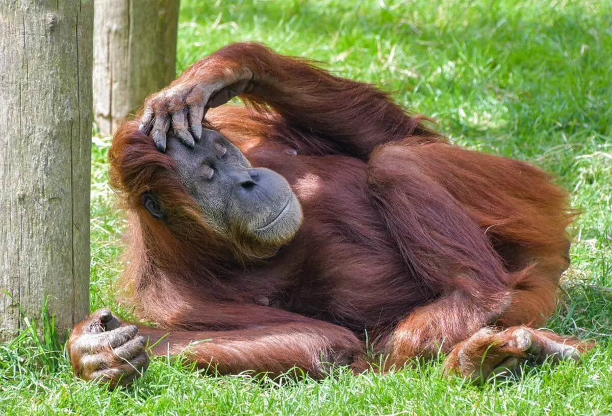 Orangutan, pixabay.