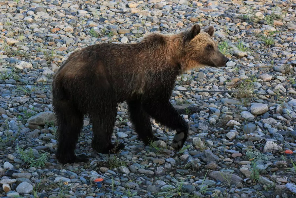 Magadan मध्ये भिंती एक उभ्या अस्वलचा पाठपुरावा केला: व्हिडिओ