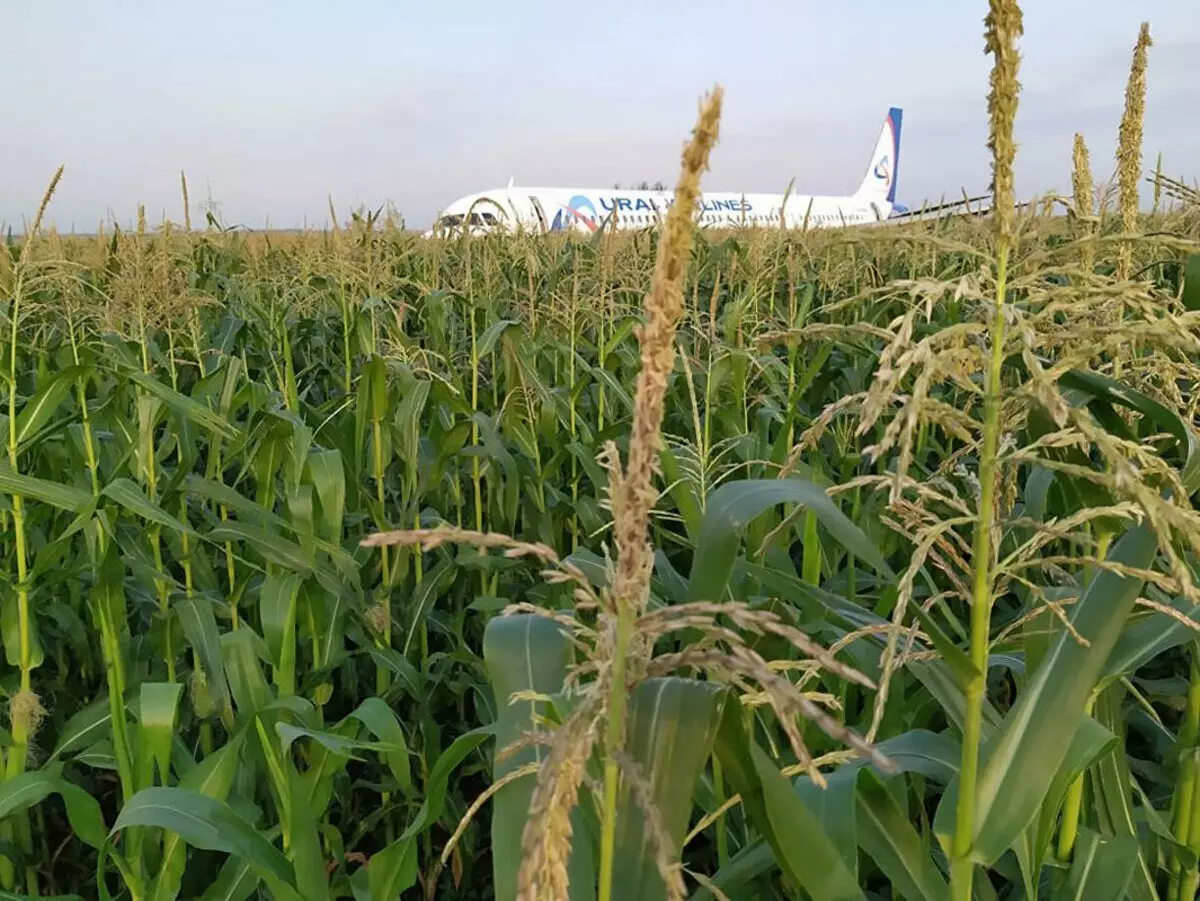 Aviation wonderwerk. Vlieëniers geplant die gemerkte passasierskip in die koringland in die voorstede