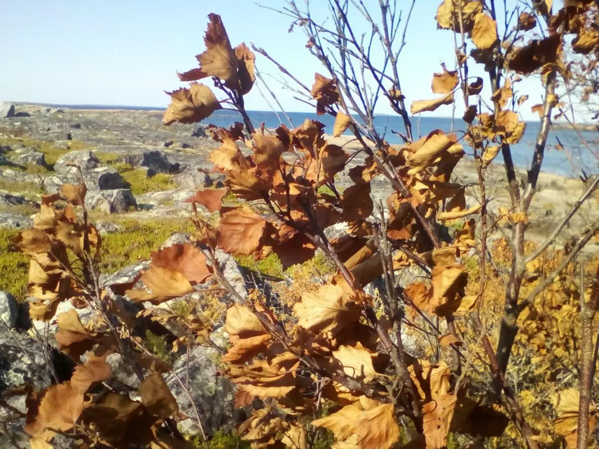 "Ko da labulen da kumburi sun shuɗe." Abin da ya faru a Karelia bayan fashewar kusa da Gevervodvinsky