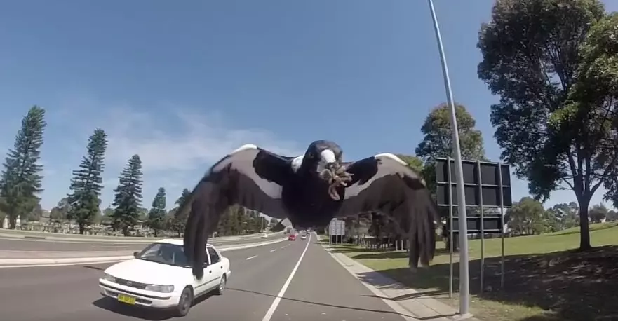 En Australia, o ciclista foi asasinado en que corenta agresivo