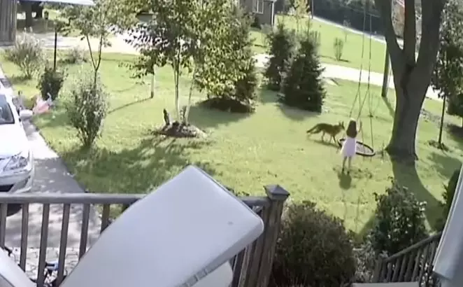 Gadis berusia lima tahun melarikan diri dari coyote